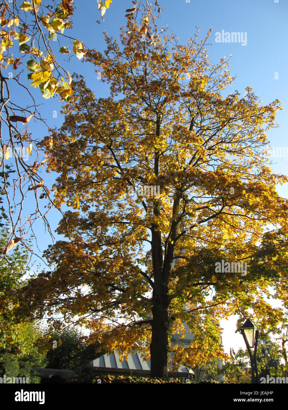 Acer platanoides commonly known hi-res stock photography and images - Alamy