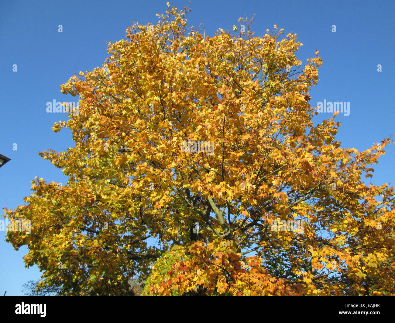 Acer platanoides, commonly known as Norway maple, is a species of maple ...