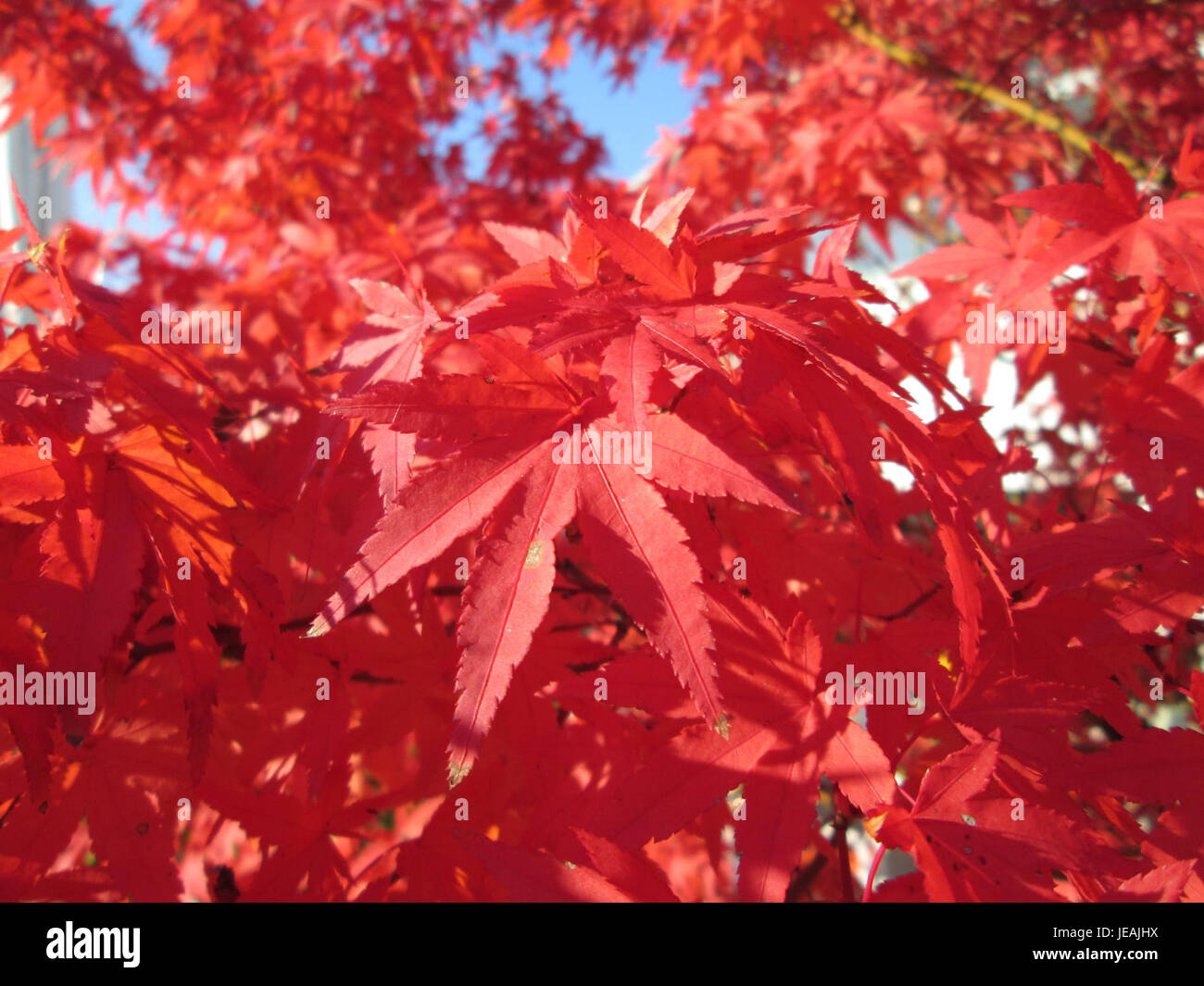 A photograph of Acer palmatum, commonly known as Japanese maple ...
