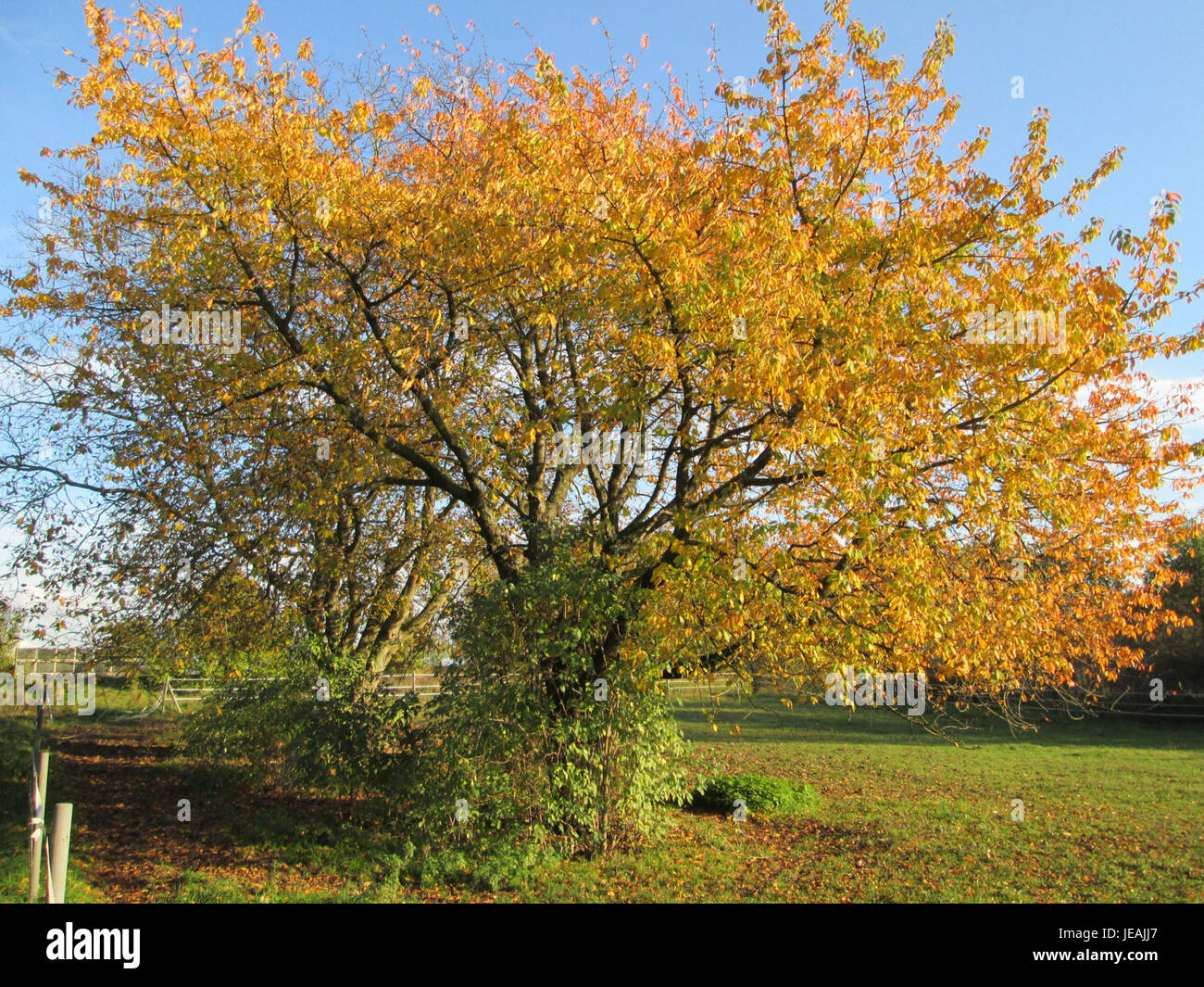 This image shows a specimen from the Prunus section Cerasus, a genus of ...
