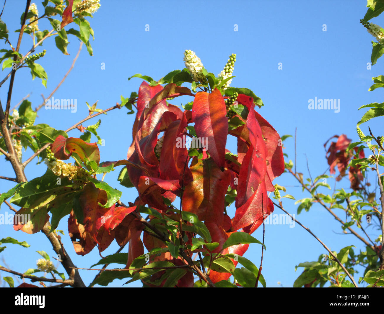 Prunus padus, known as bird cherry, is a deciduous tree species found ...