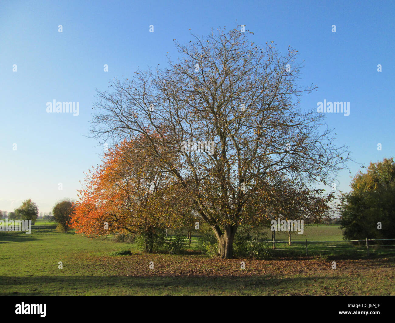 Juglans regia, commonly known as the English walnut tree, is a ...