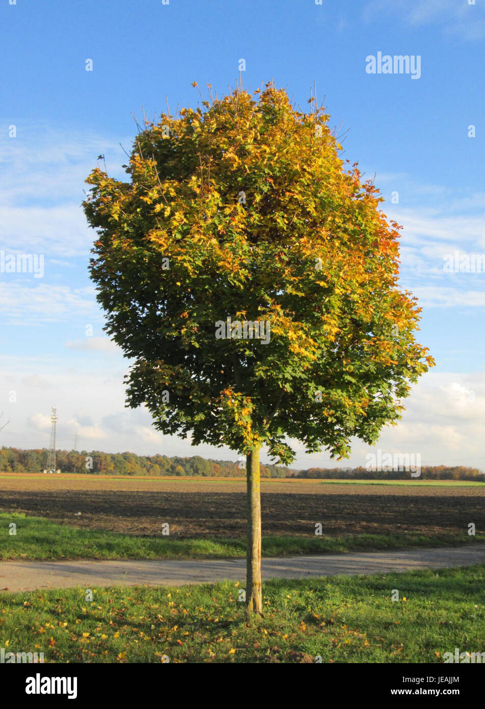 Acer platanoides, commonly known as Norway maple, is a deciduous tree ...