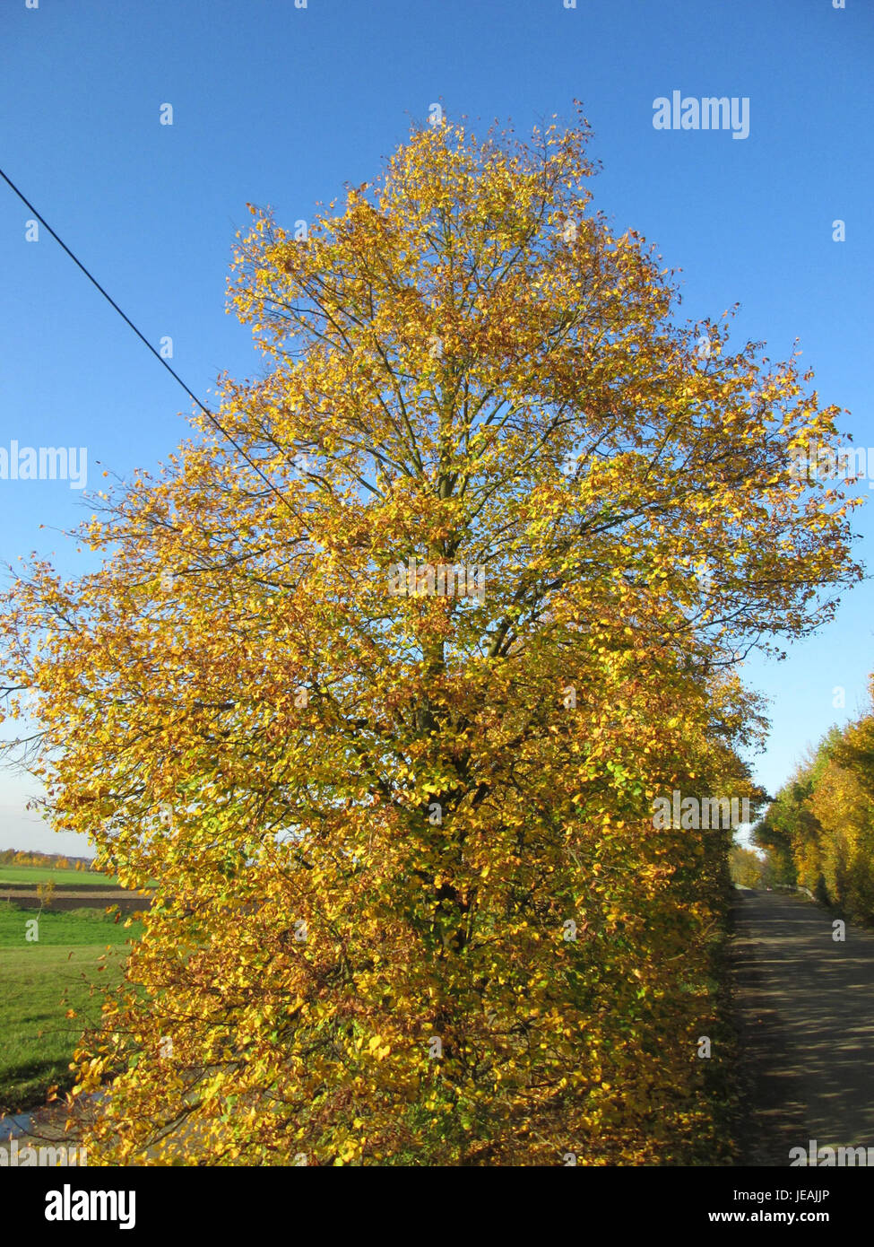 Tilia cordata, commonly known as little-leaf lime, is photographed on ...