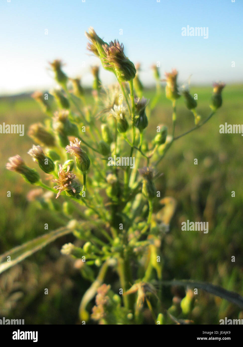 This image shows Conyza canadensis, also known as Canadian horseweed or ...