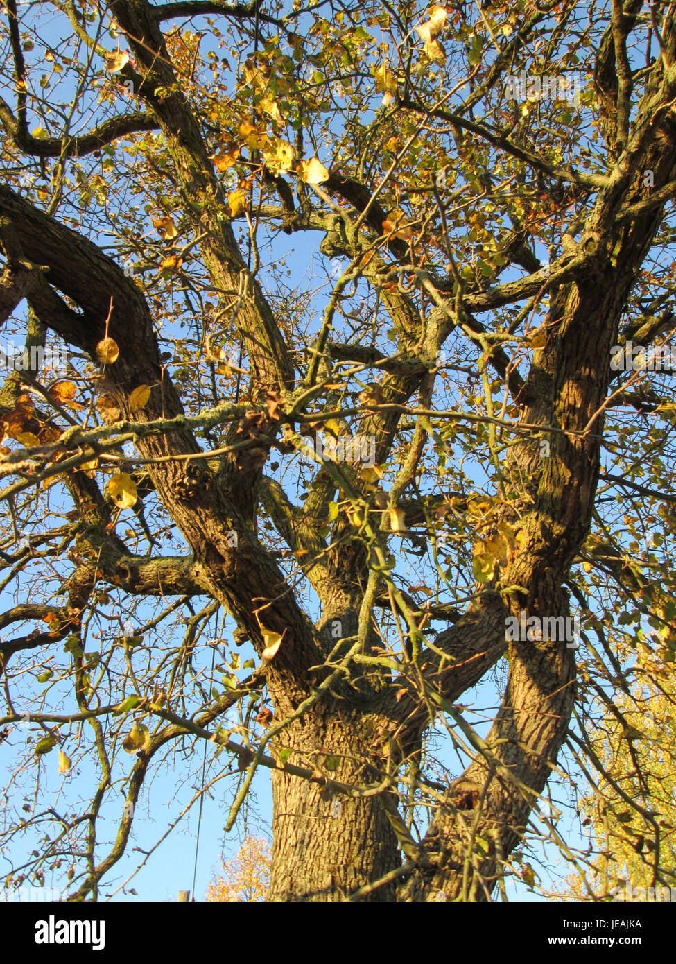 A pear tree documented in Reilingen, Germany. The pear, a fruit-bearing ...