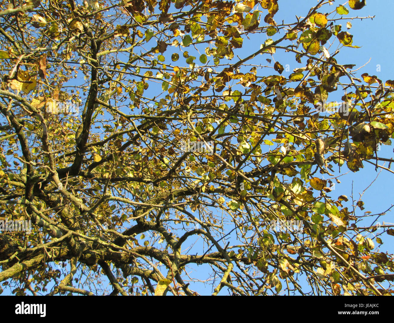 This image features the pear (Birne) tree in Reilingen, Germany. The ...