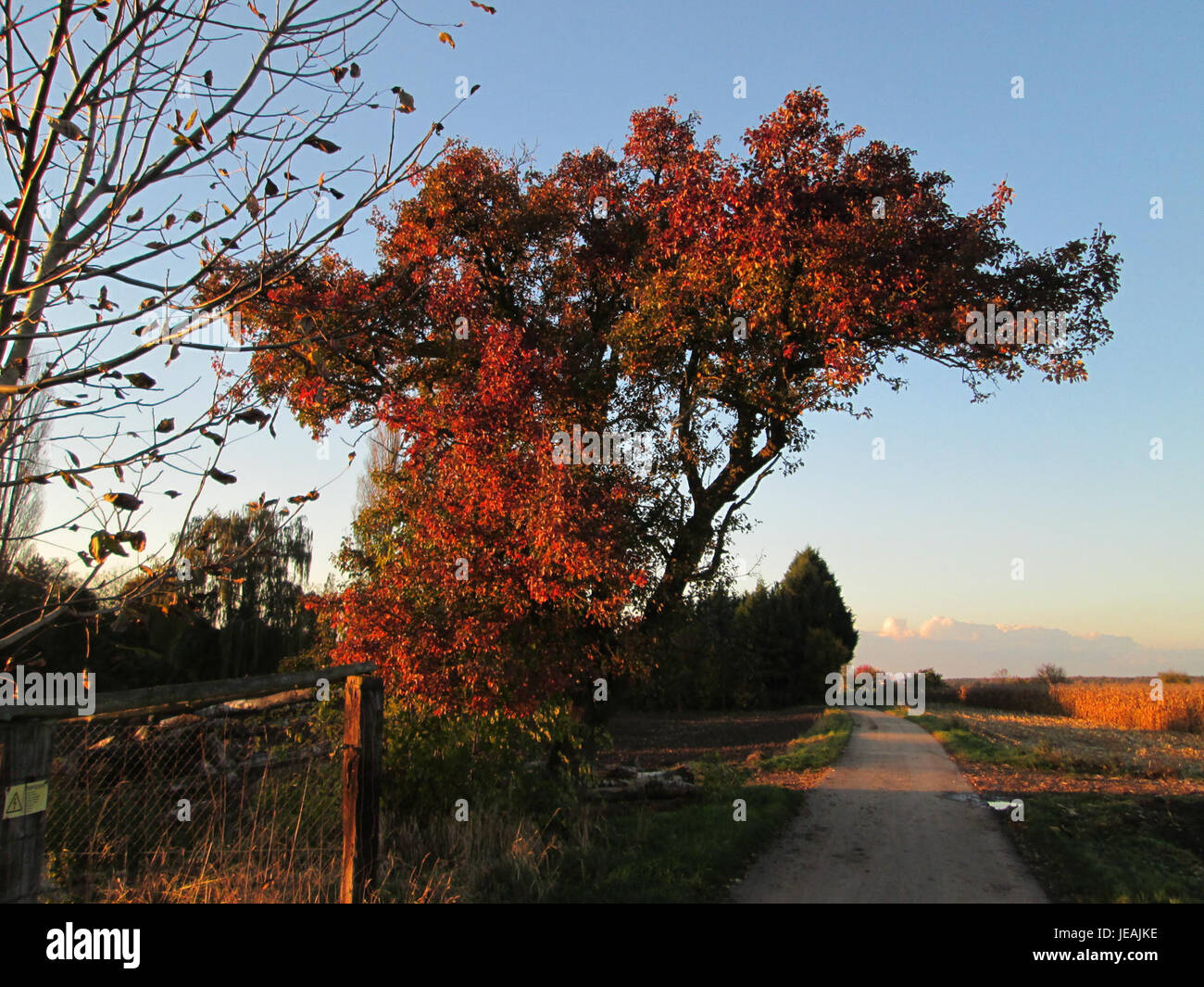 The image depicts a pear variety from Reilingen, a town in Germany ...