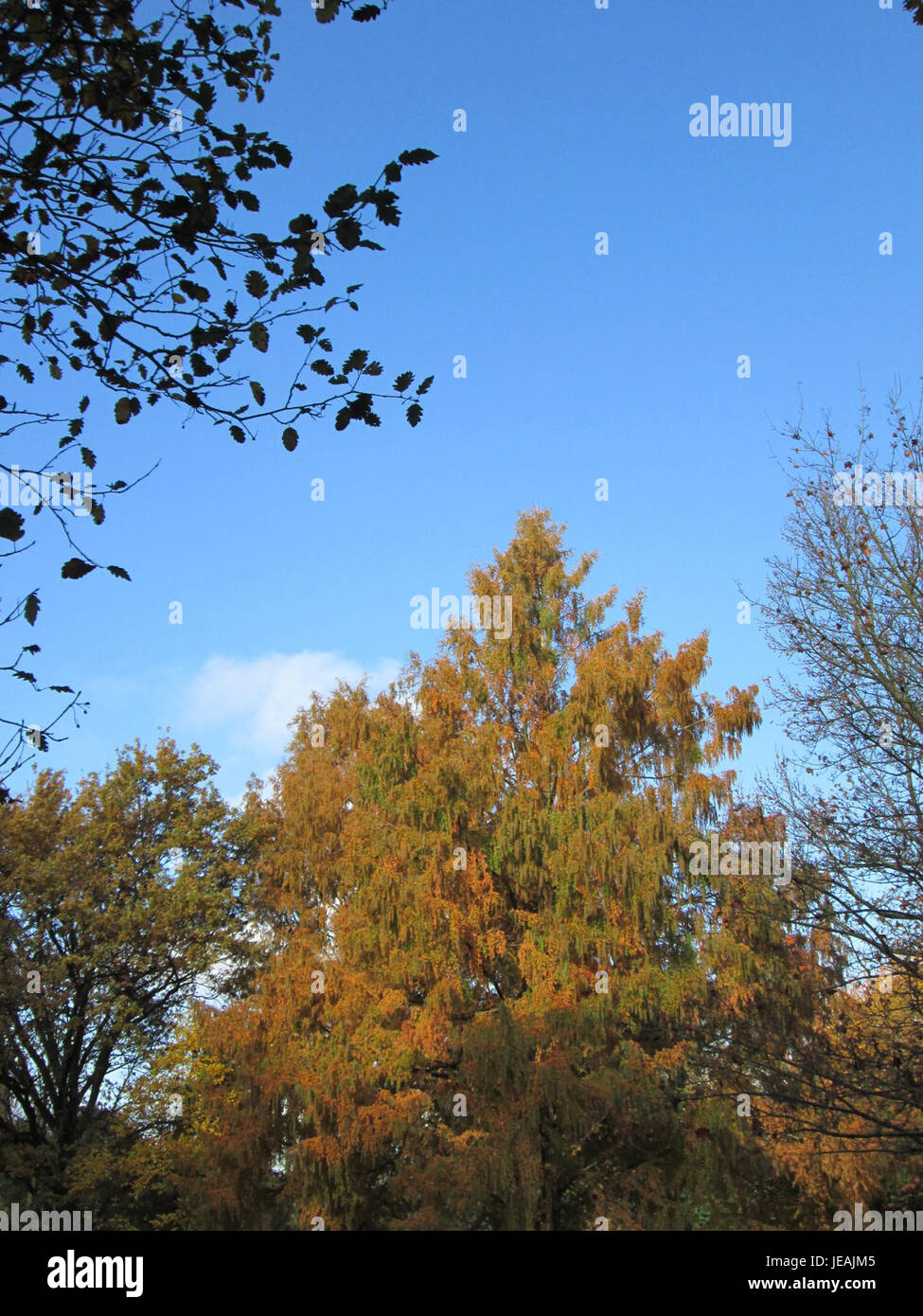 Metasequoia glyptostroboides, commonly known as the dawn redwood, is a ...