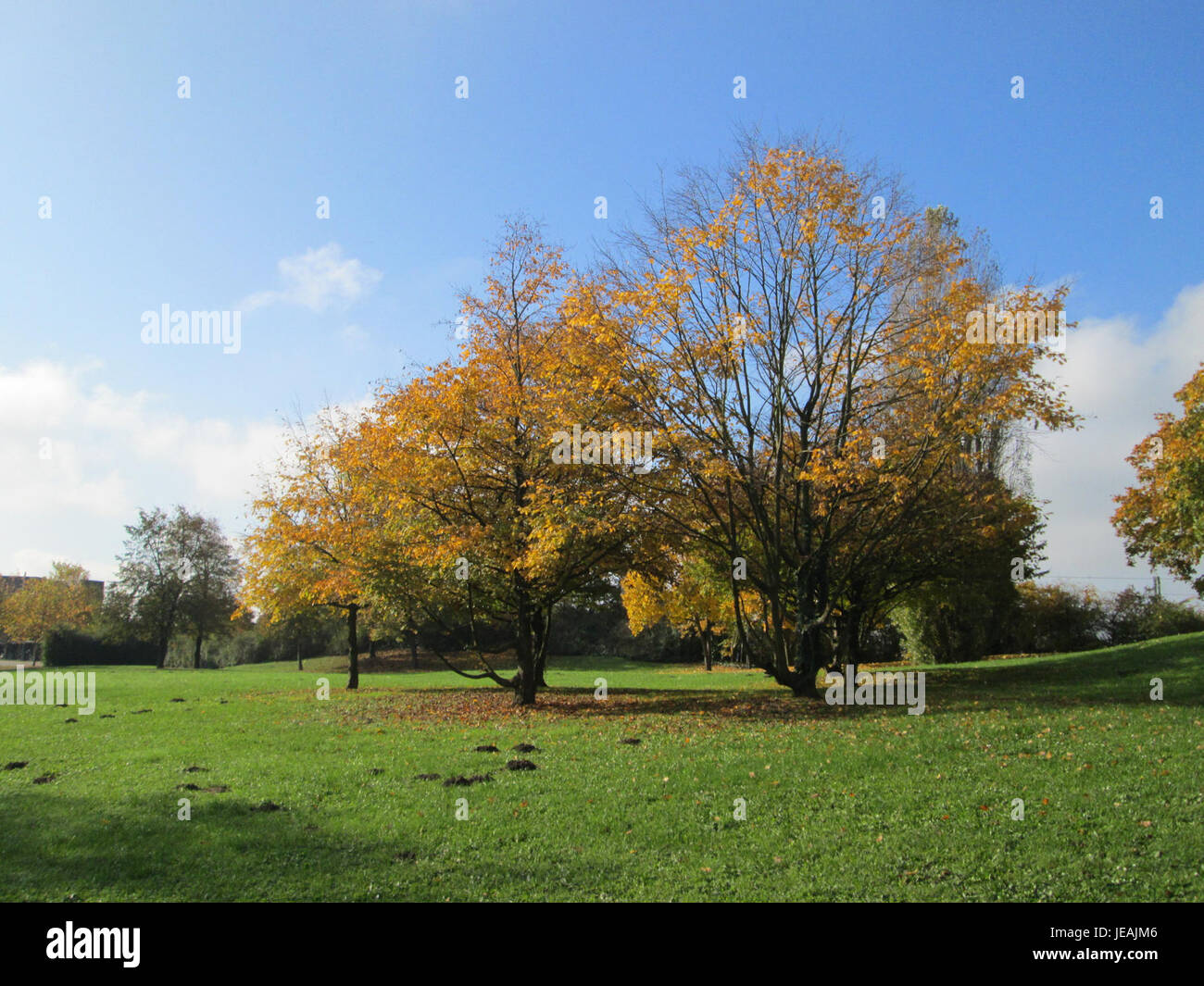Carpinus betulus, commonly known as European hornbeam, is a deciduous ...