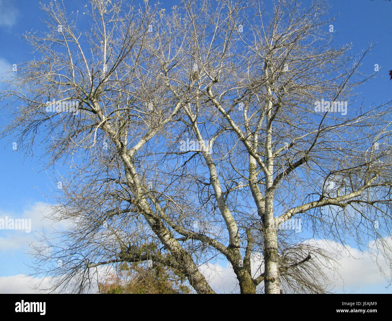 White poplar populus alba hi-res stock photography and images - Alamy