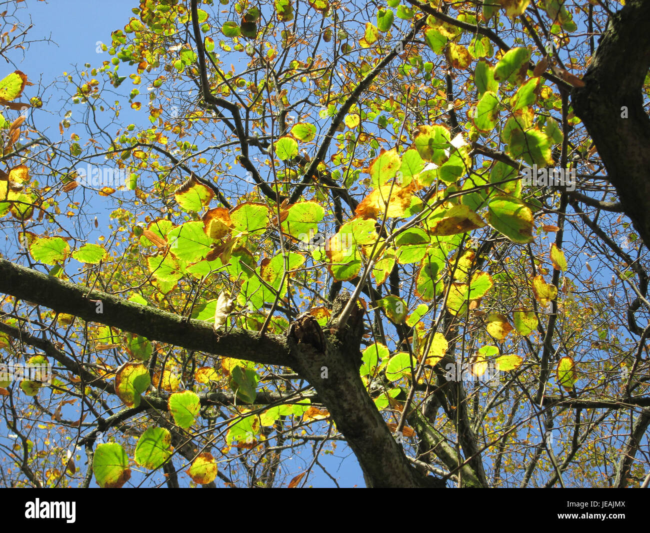 Tilia cordata, commonly known as the little-leaf linden, is a species ...