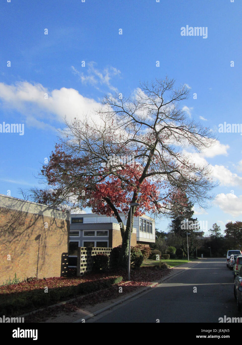 'Quercus coccinea,' or scarlet oak, is a deciduous tree native to North ...