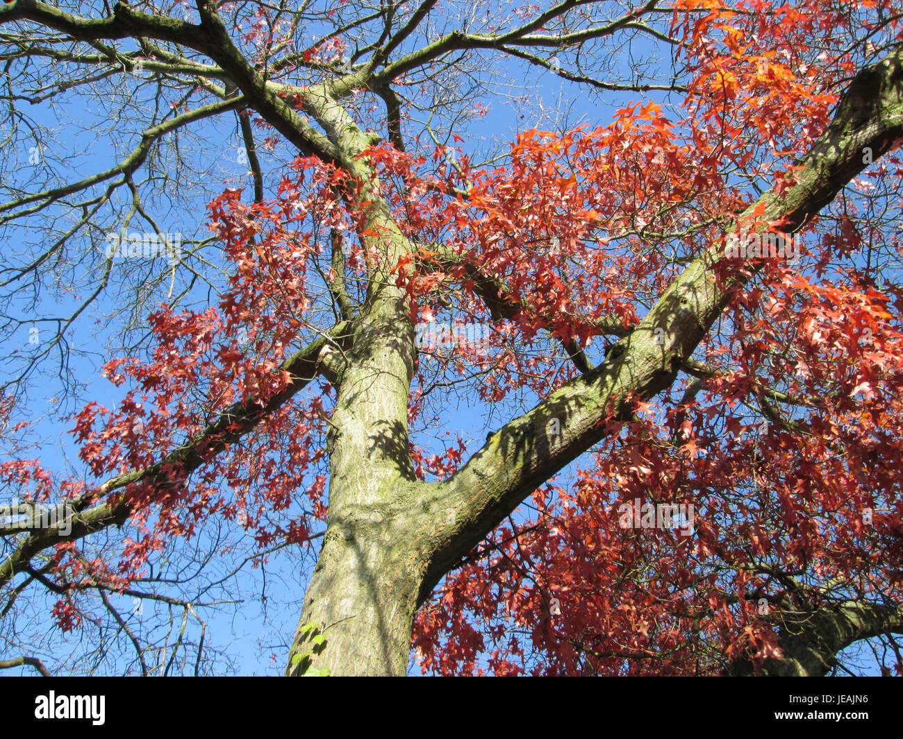 Quercus coccinea, commonly known as the scarlet oak, is a deciduous ...