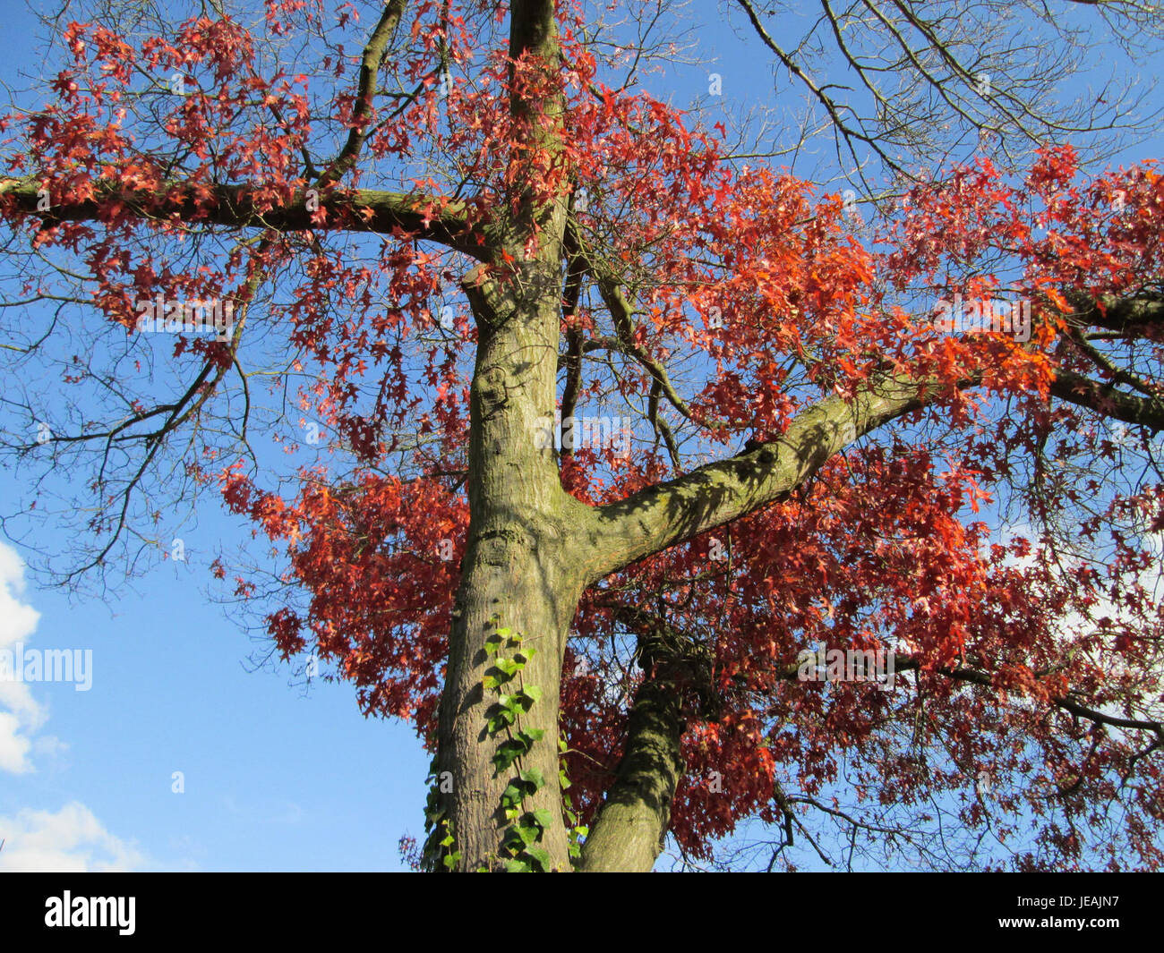 Quercus coccinea, commonly known as the scarlet oak, is a species of ...