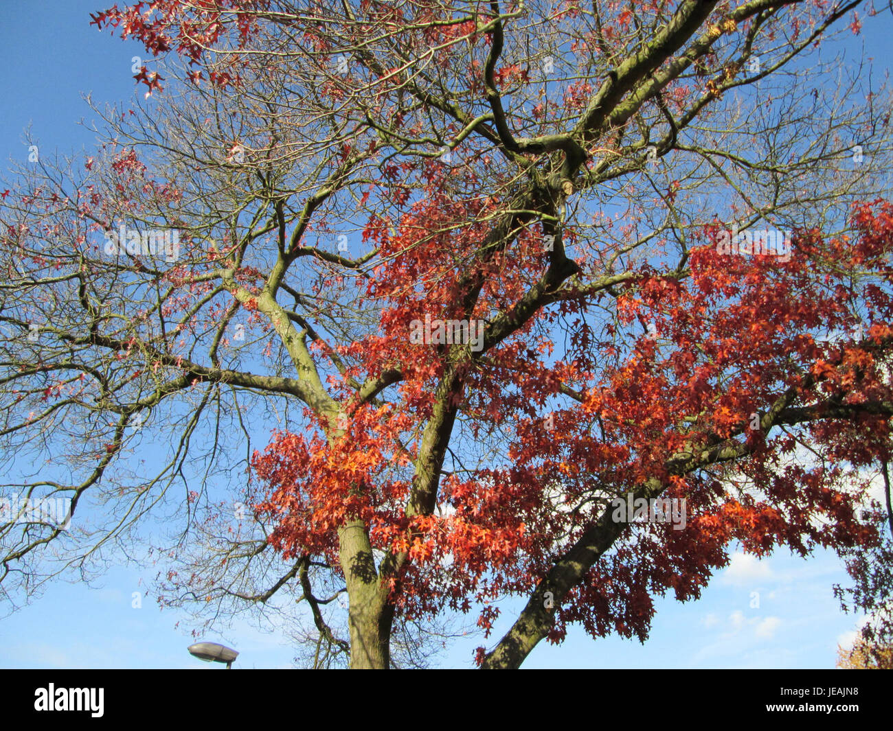 Quercus coccinea, commonly known as Scarlet Oak, is a species of oak ...