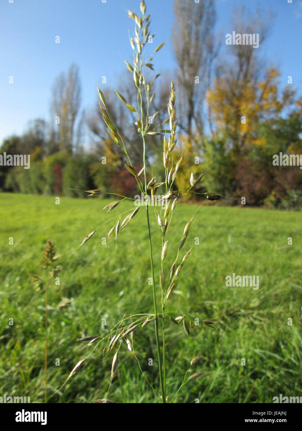 Arrhenatherum elatius species grass hi-res stock photography and images ...