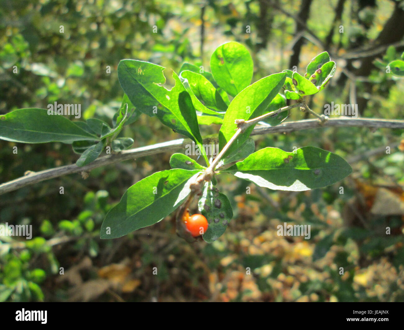 Lycium barbarum, commonly known as Goji berry, is a fruit from the ...