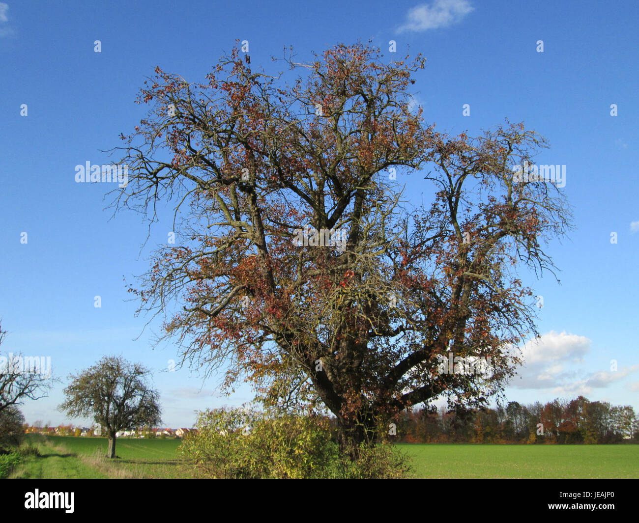 Birne Reilingen is a variety of pear known for its sweet and aromatic ...