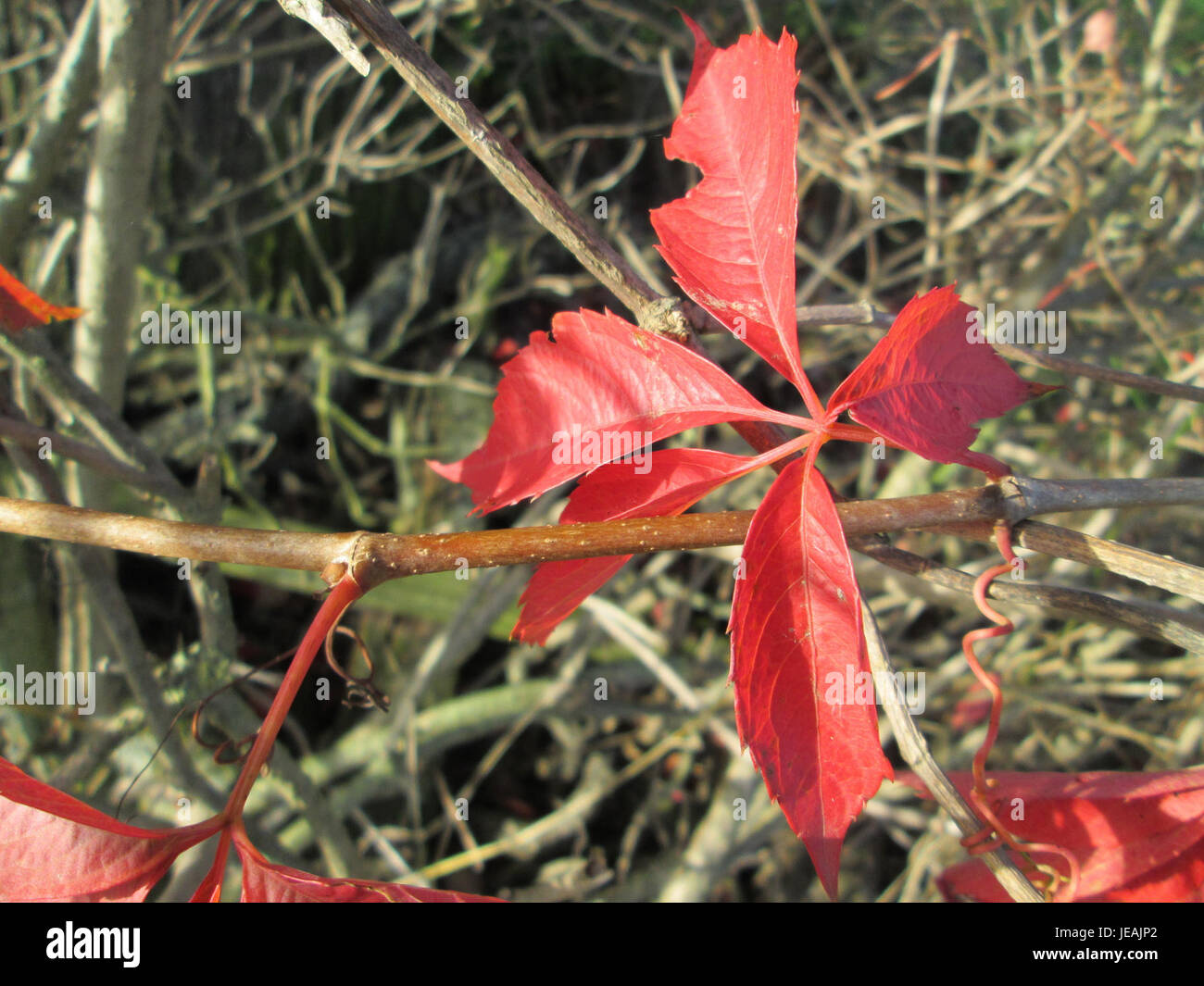Parthenocissus quinquefolia, commonly known as Virginia creeper, is a ...
