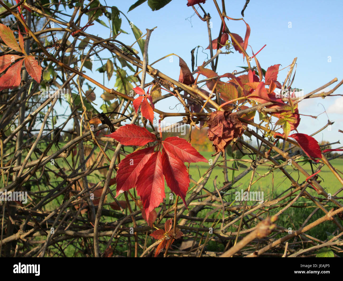 Parthenocissus quinquefolia, commonly known as Virginia creeper, is a ...