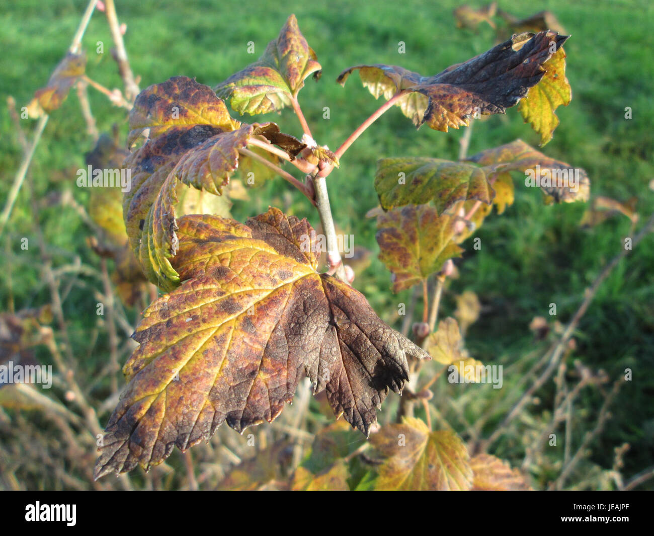 Ribes uva-crispa, commonly known as gooseberry, is a fruit-bearing ...
