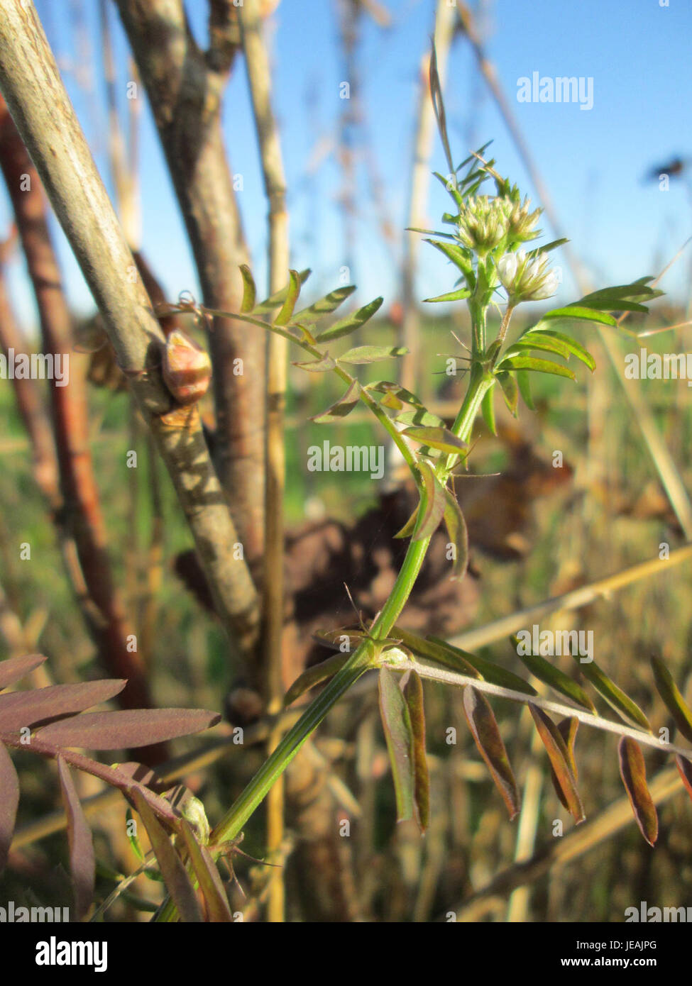 Vicia hirsuta, also known as hairy vetch, is a plant species in the pea ...