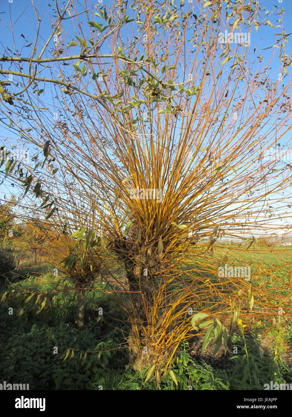 Salix alba, commonly known as the white willow, is a deciduous tree ...