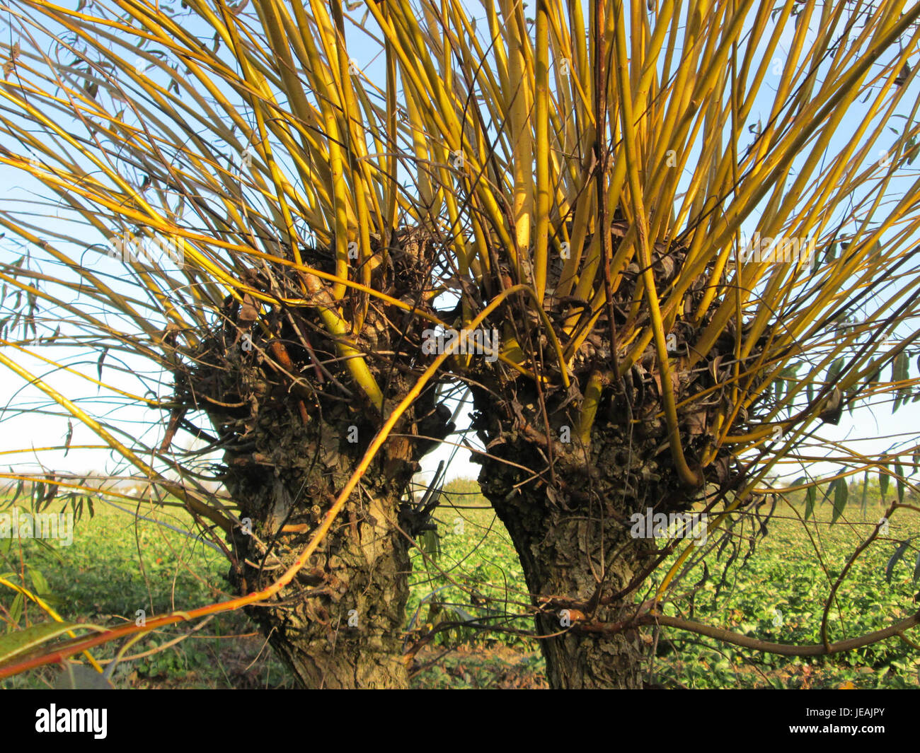 Salix alba, commonly known as the white willow, is a deciduous tree ...