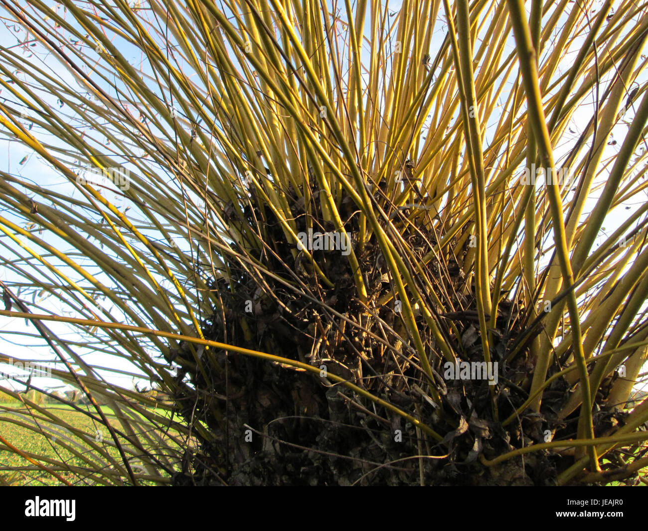 A photograph of Salix alba, commonly known as white willow, showcasing ...