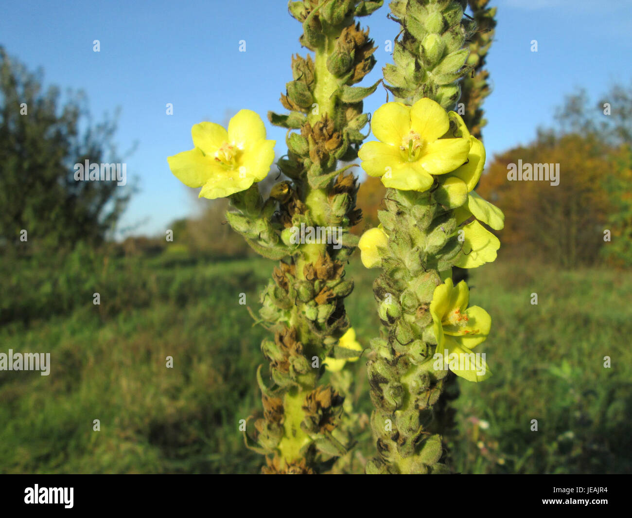 Medicinal plant great mullein hi-res stock photography and images - Alamy