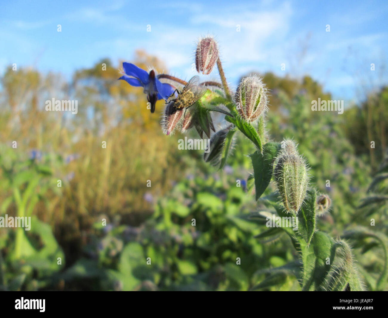 Borago officinalis, commonly known as borage, is an herb native to ...