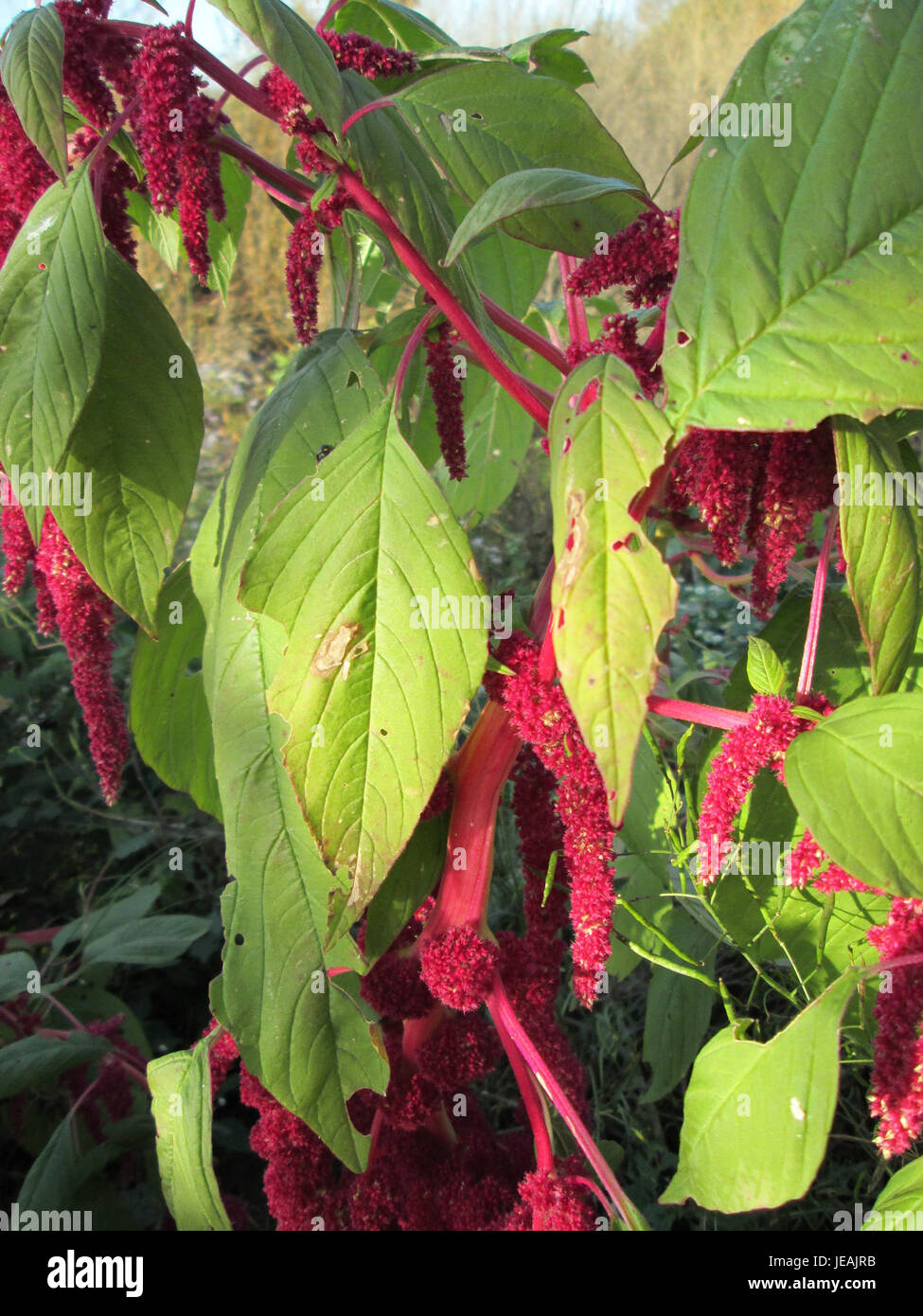Amaranthus caudatus, commonly known as love-lies-bleeding, is a ...