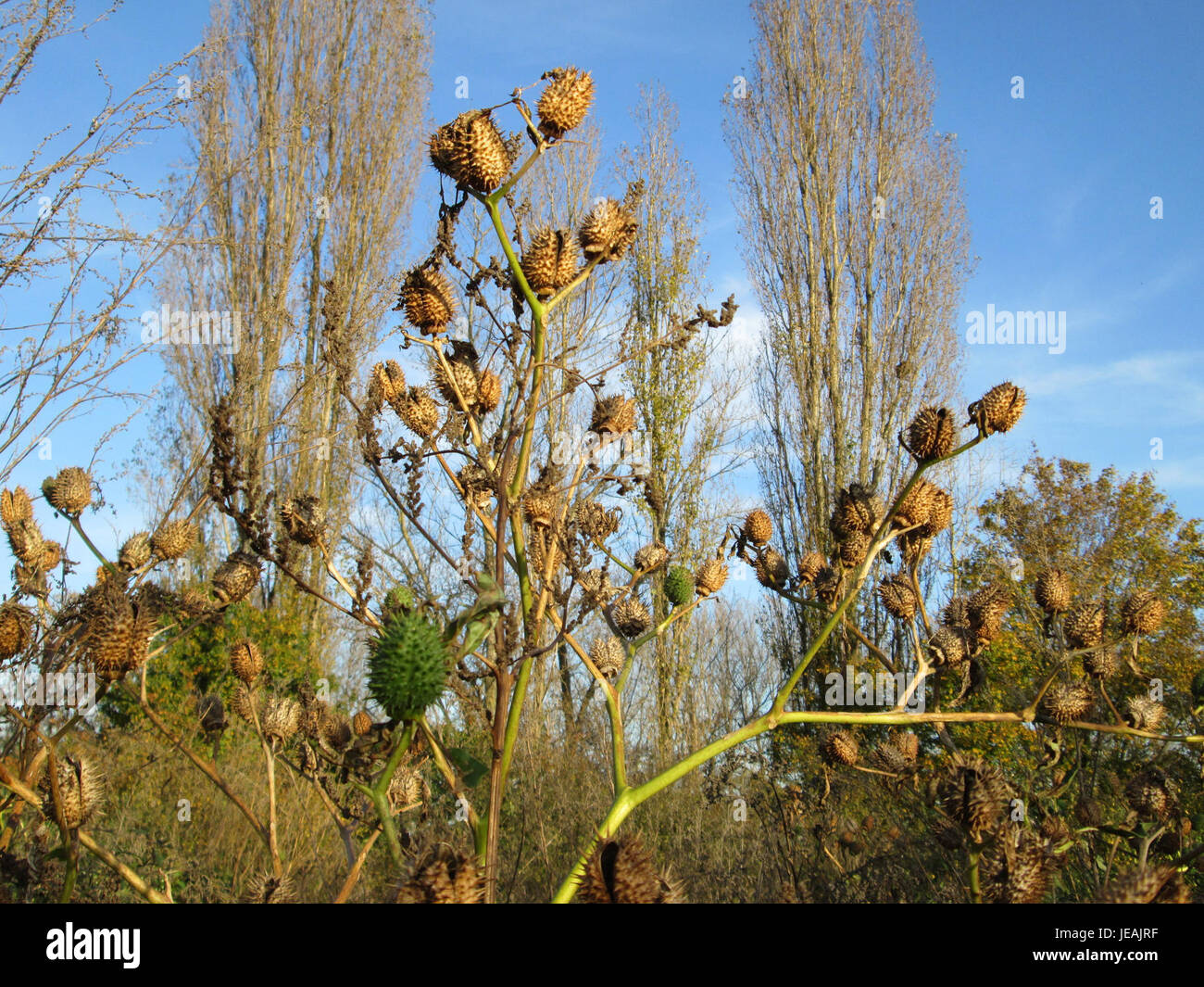 Plant toxicity effects hi-res stock photography and images - Alamy