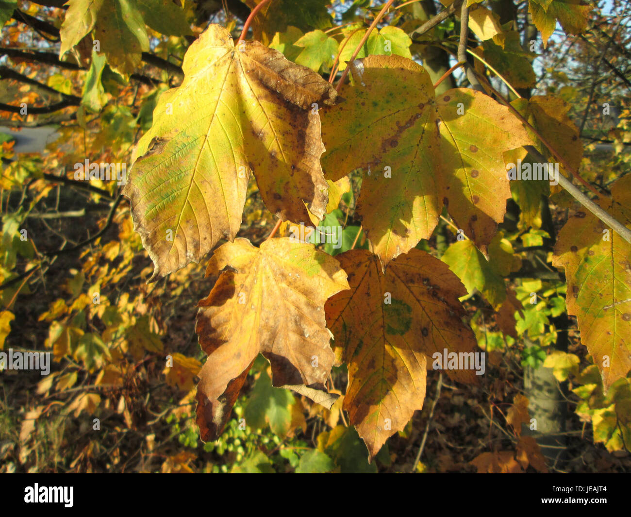 Acer pseudoplatanus, also known as the sycamore maple, photographed in ...