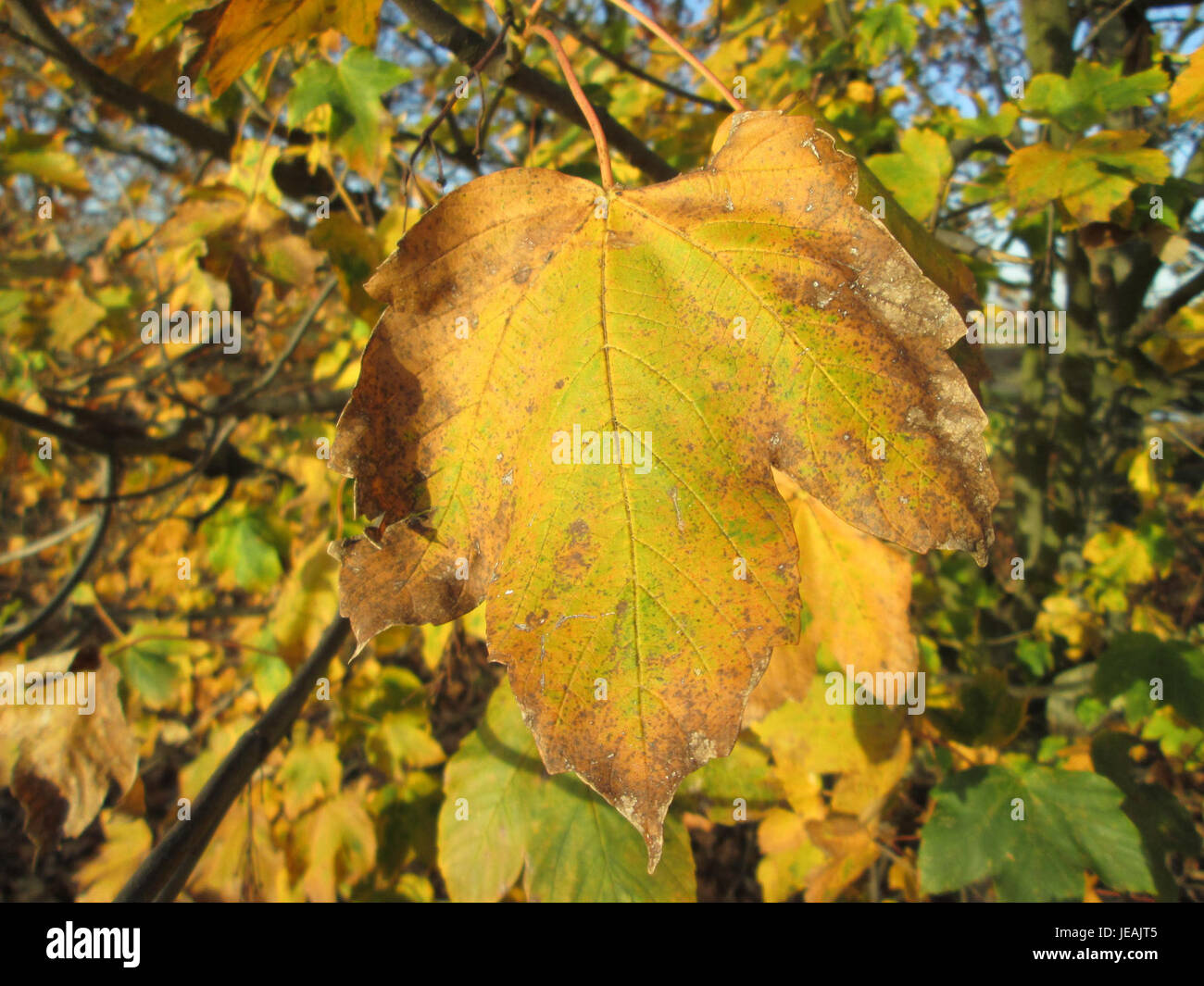 Acer pseudoplatanus, commonly known as the sycamore maple, is a large ...