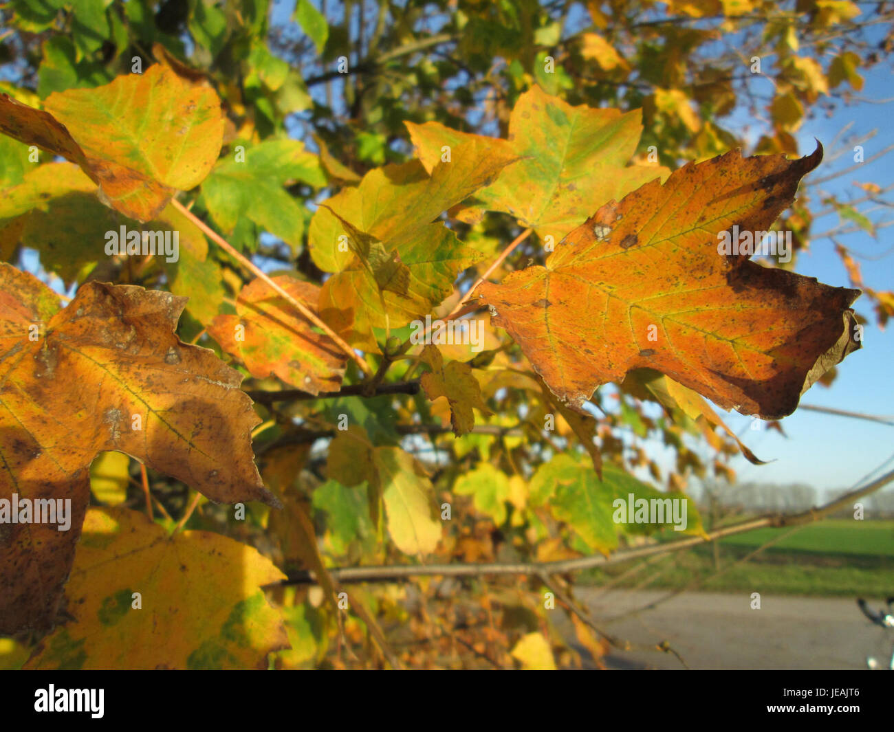 Acer pseudoplatanus commonly known hi-res stock photography and images ...