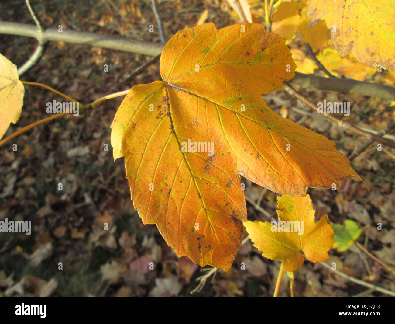 Acer pseudoplatanus, commonly known as the sycamore maple, is a large ...