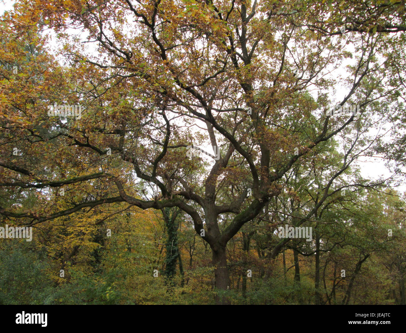 Large english oak tree hi-res stock photography and images - Alamy