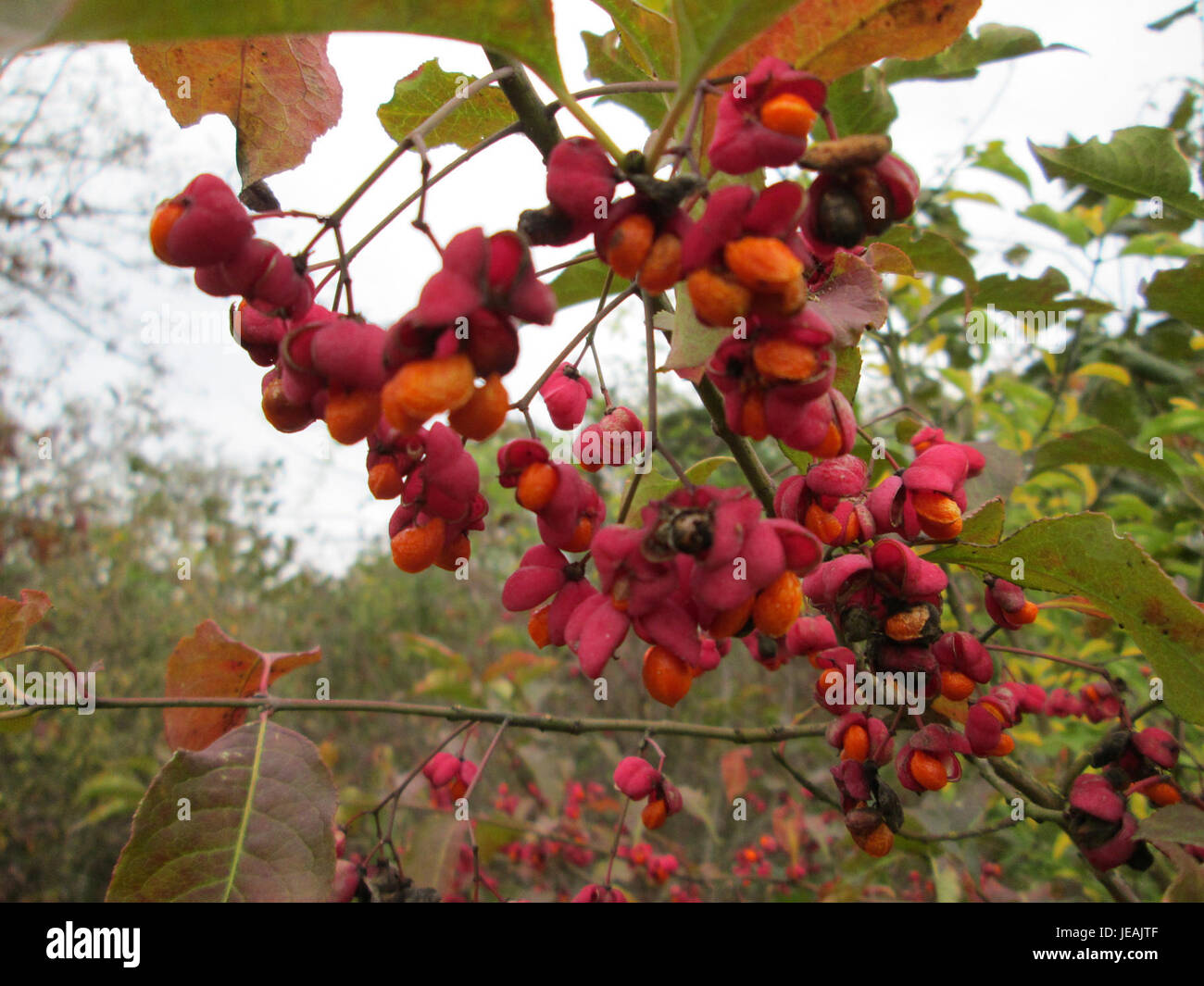 Euonymus europaeus, commonly known as the European spindle tree, is a ...