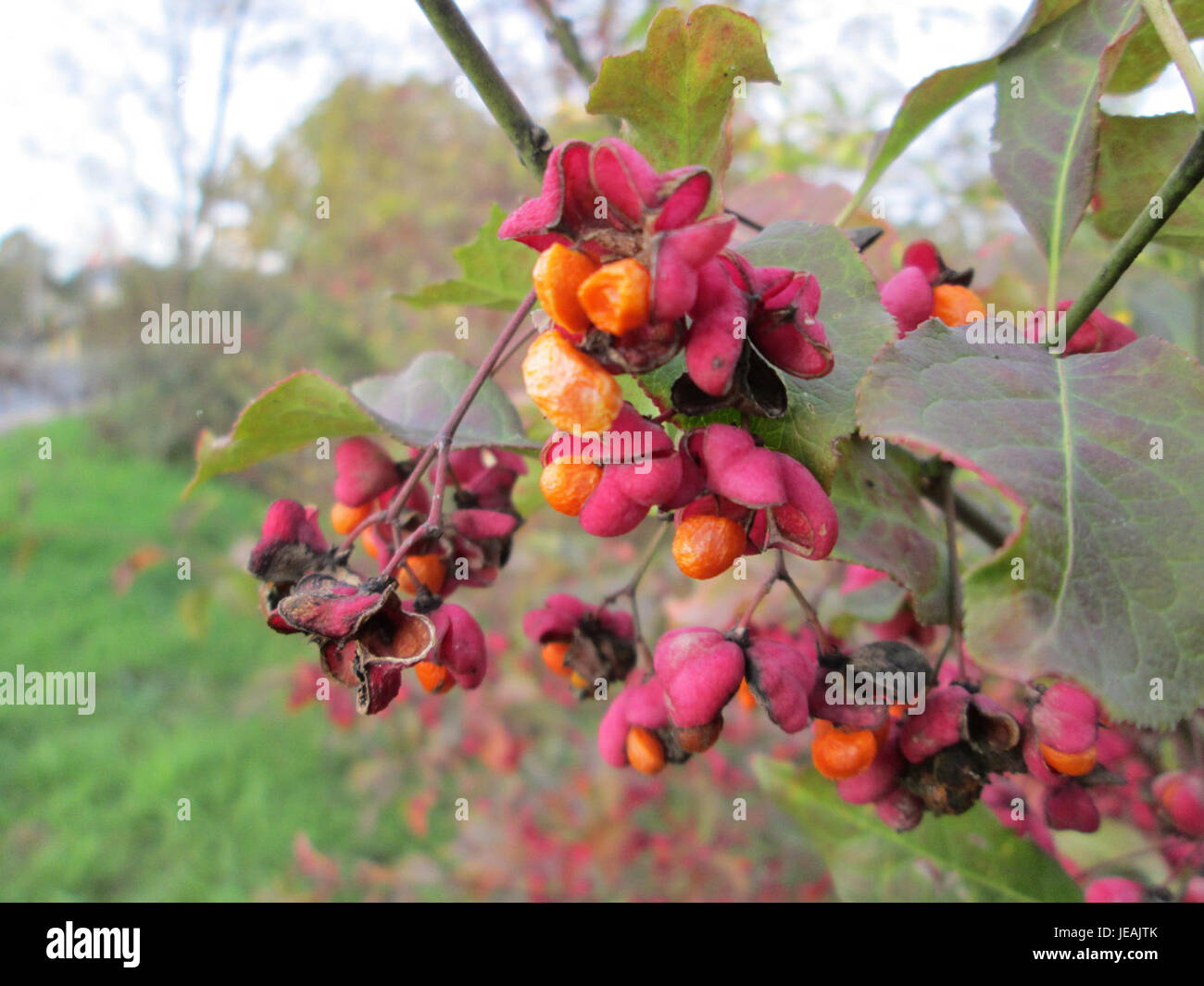Euonymus europaeus, commonly known as the European spindle tree, is a ...