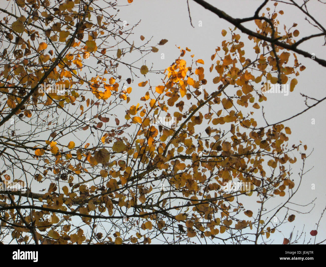 Aspen tree species hi-res stock photography and images - Alamy