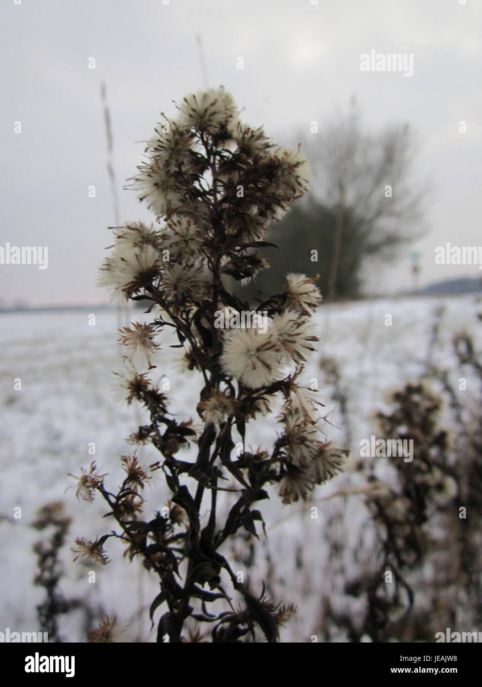 The image depicts the Feinstrahl, a type of optical phenomenon observed ...