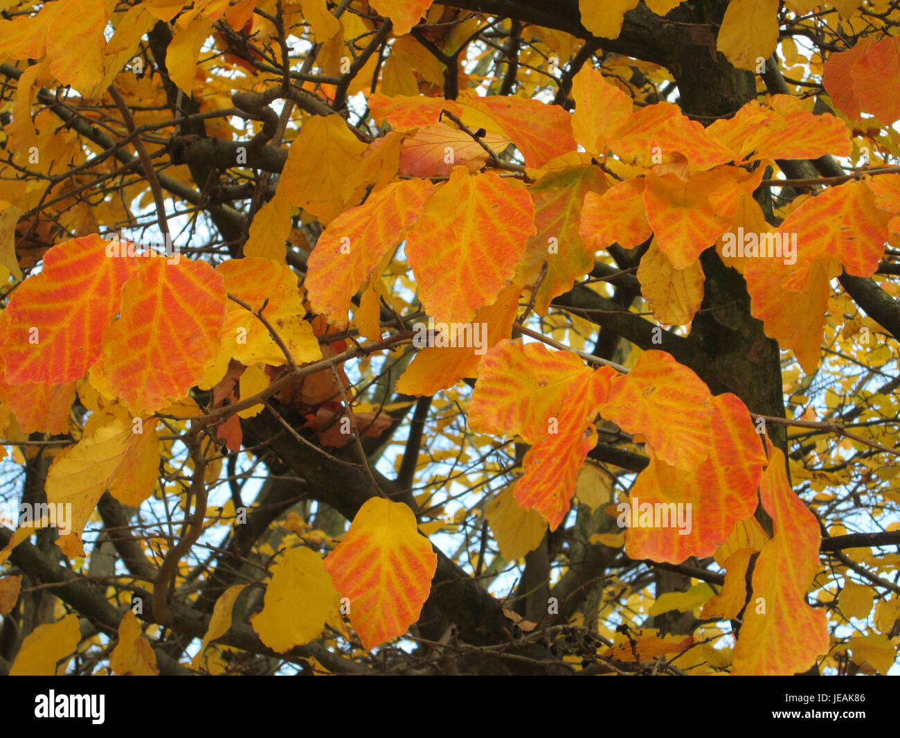 Parrotia persica, commonly known as Persian Ironwood, is a deciduous ...