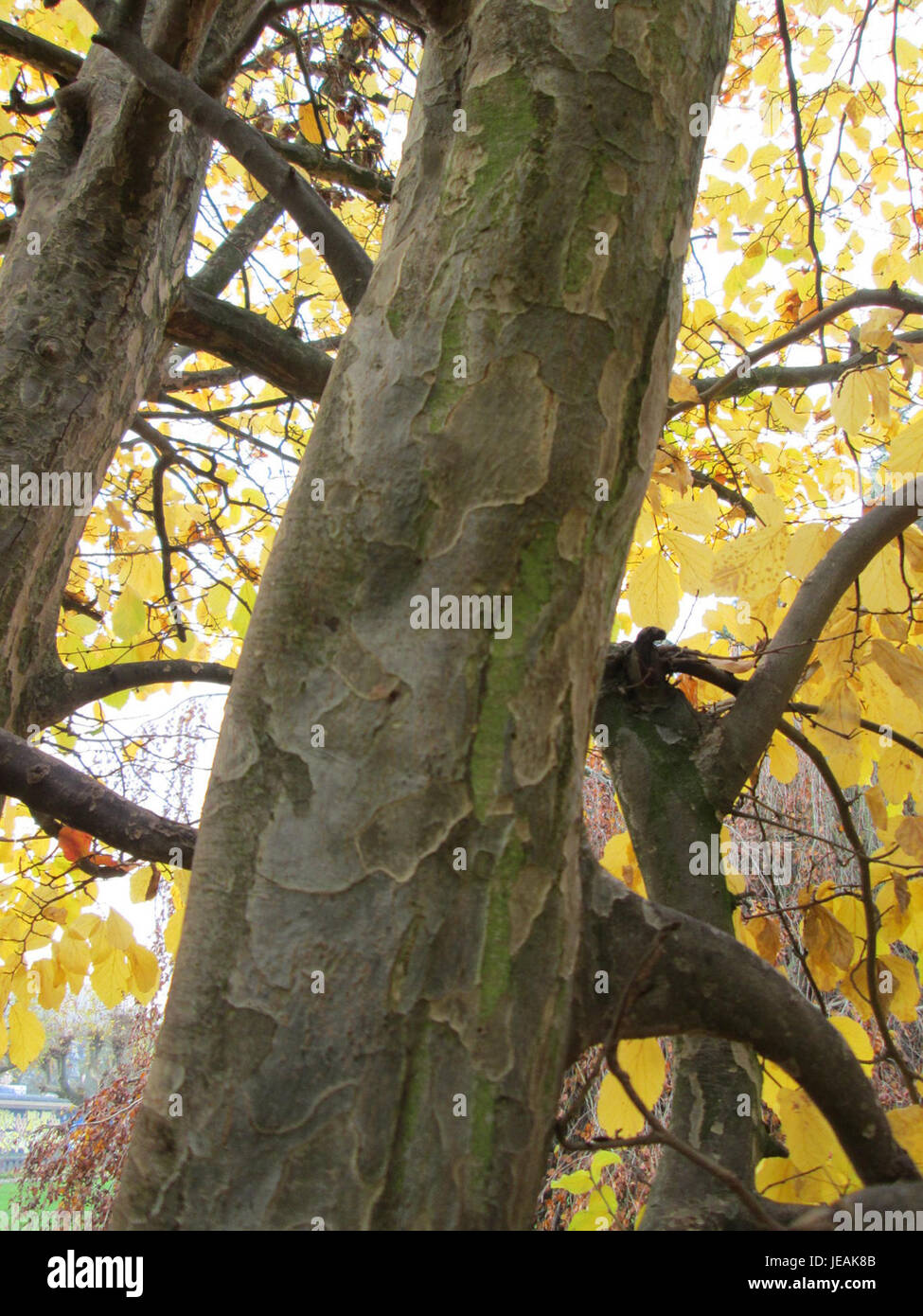 Parrotia persica, also known as Persian ironwood, is a deciduous tree ...