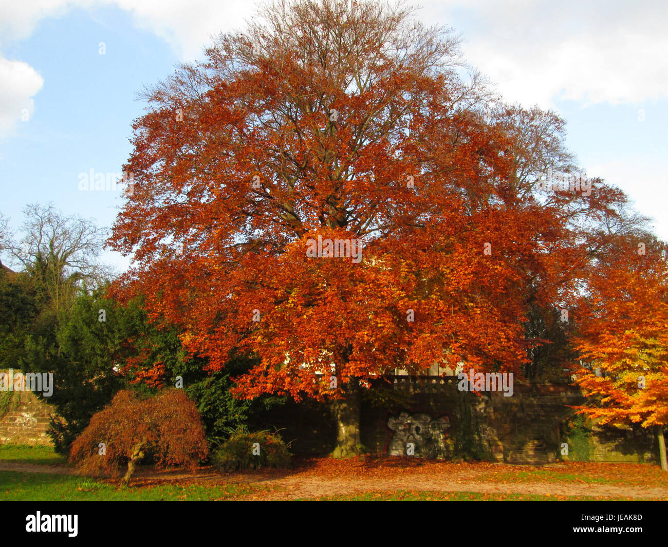 A photograph taken on November 19, 2014, of a blood beech (Blutbuche ...