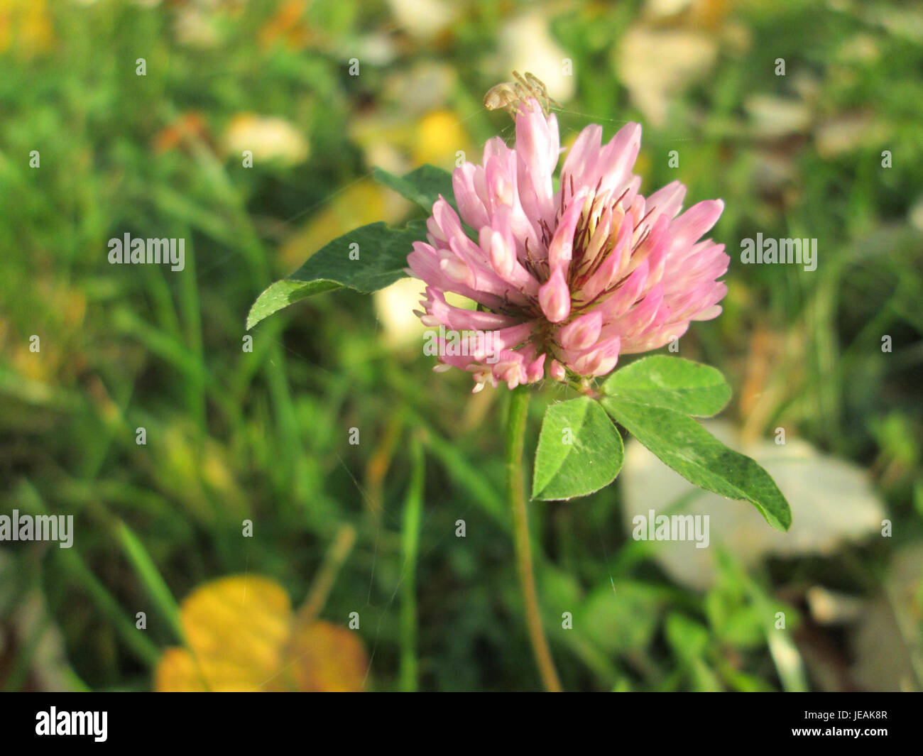 Trifolium pratense, commonly known as red clover, is a perennial plant ...