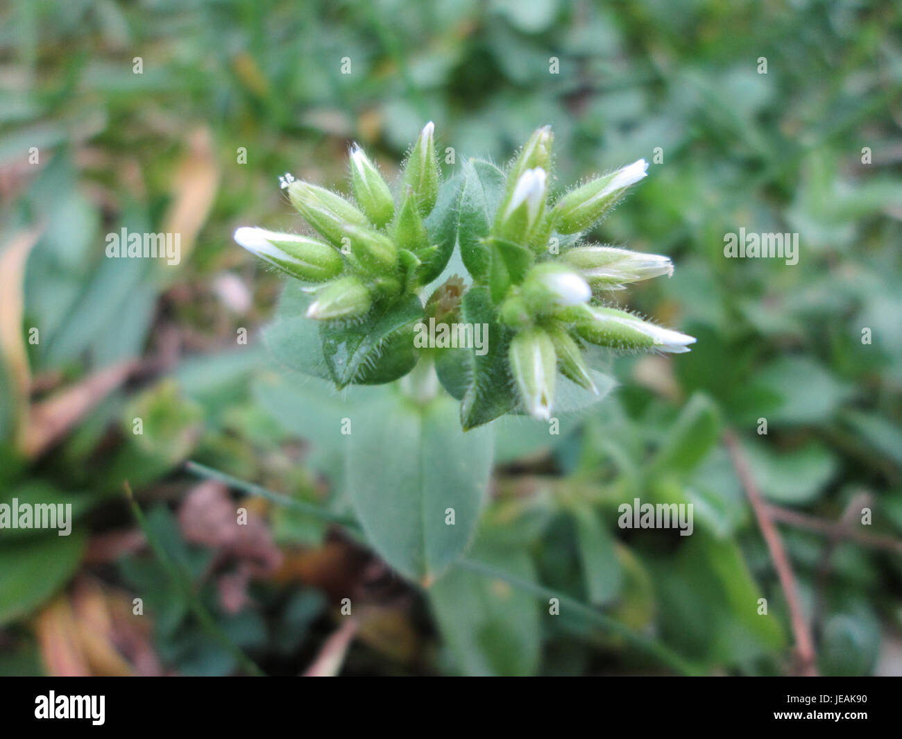 Cerastium glomeratum, also known as clustered mouse-ear, is a small ...