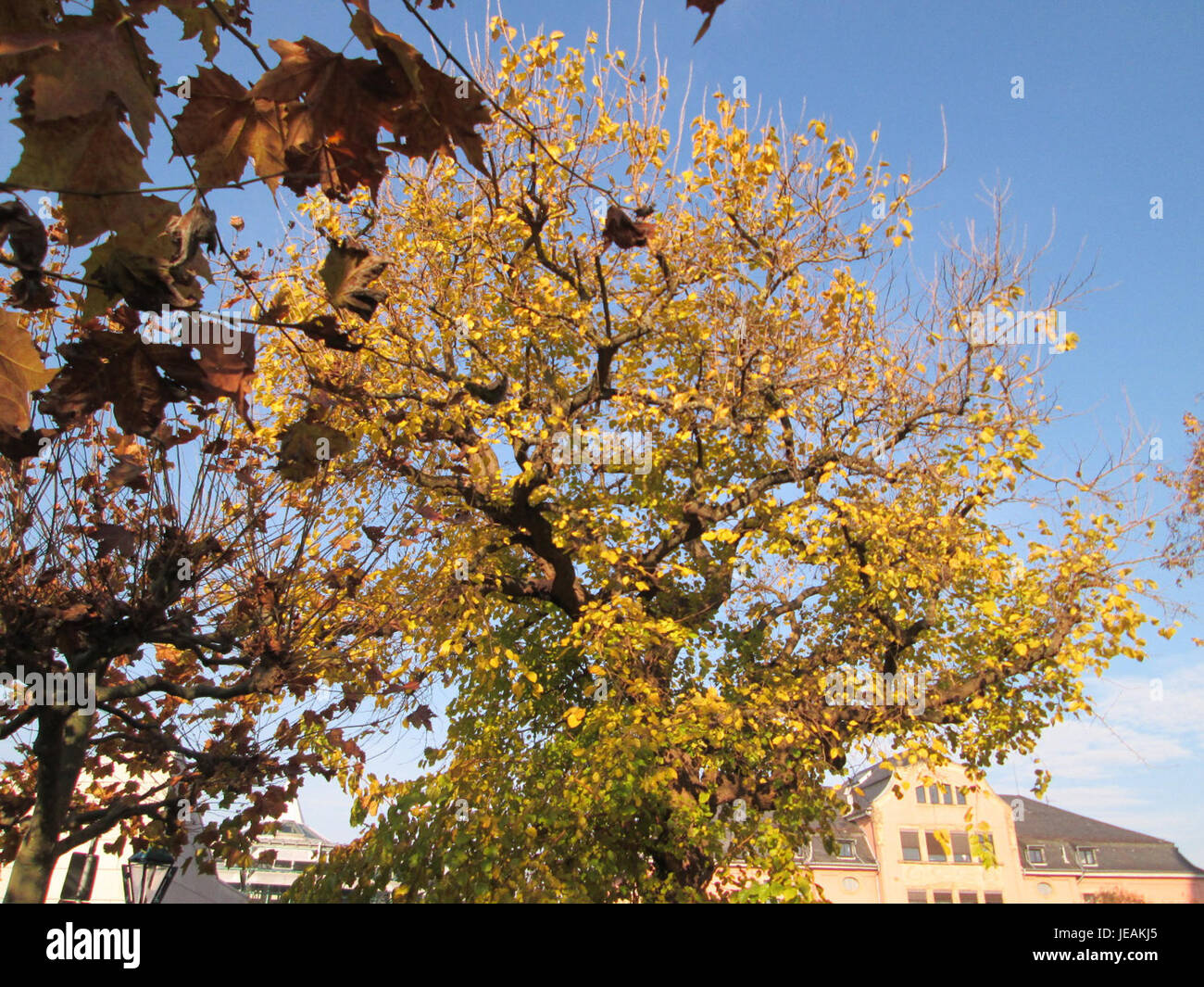 A photograph of Morus alba (White Mulberry) taken on November 22, 2014 ...