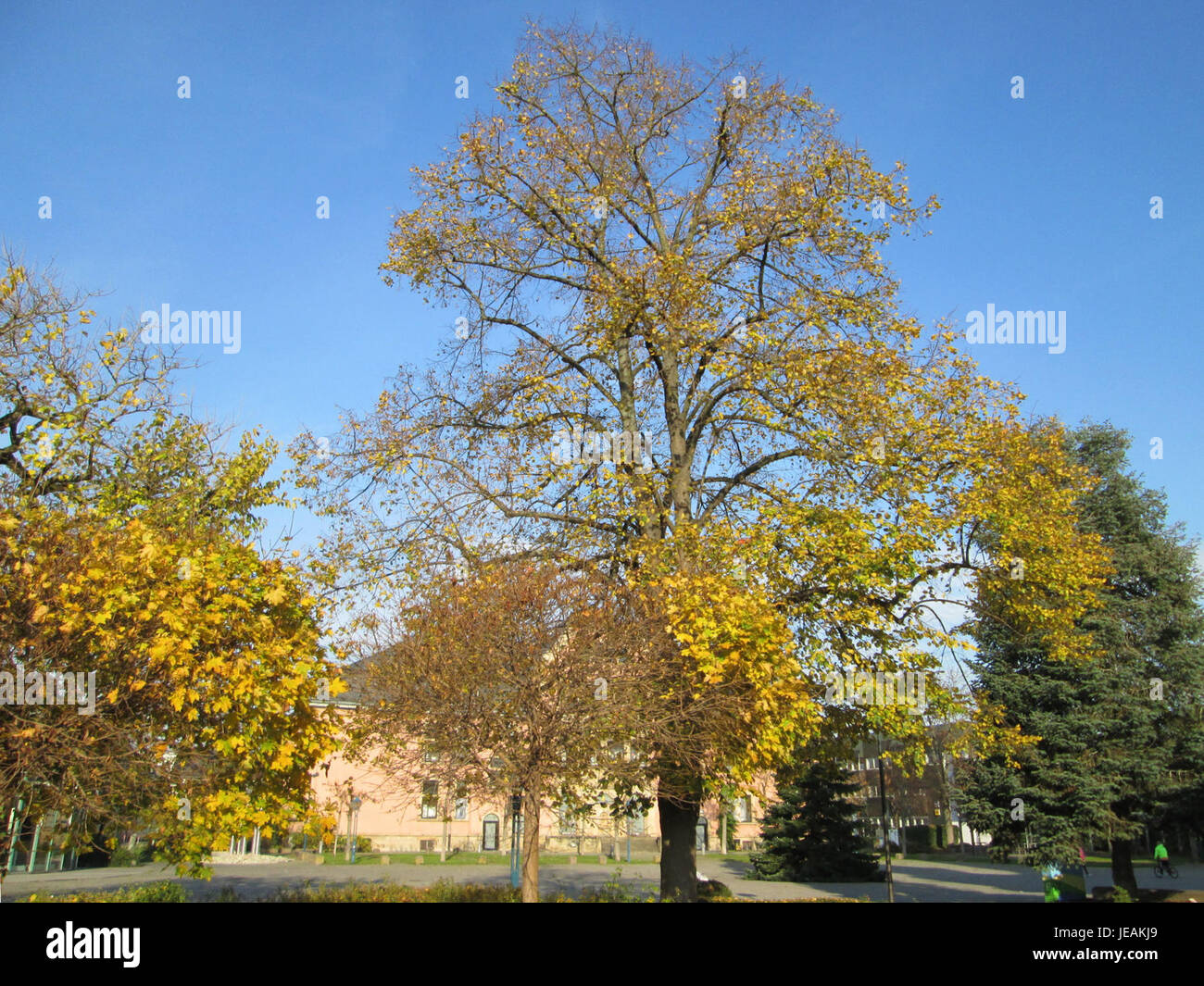Little leaf linden trees hi-res stock photography and images - Alamy